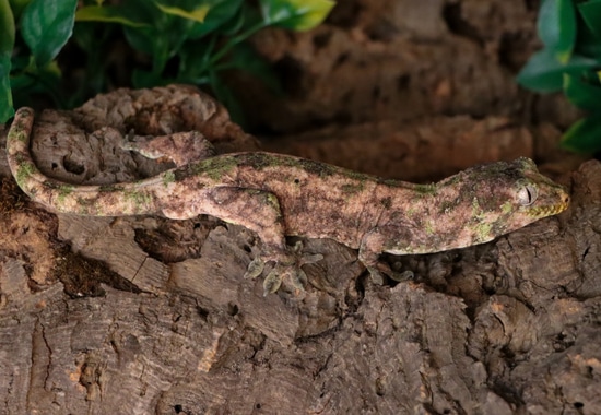 RTB HIGH COLOR Red & Green Mniarogekko Chahoua Chewie Gecko [Male ...