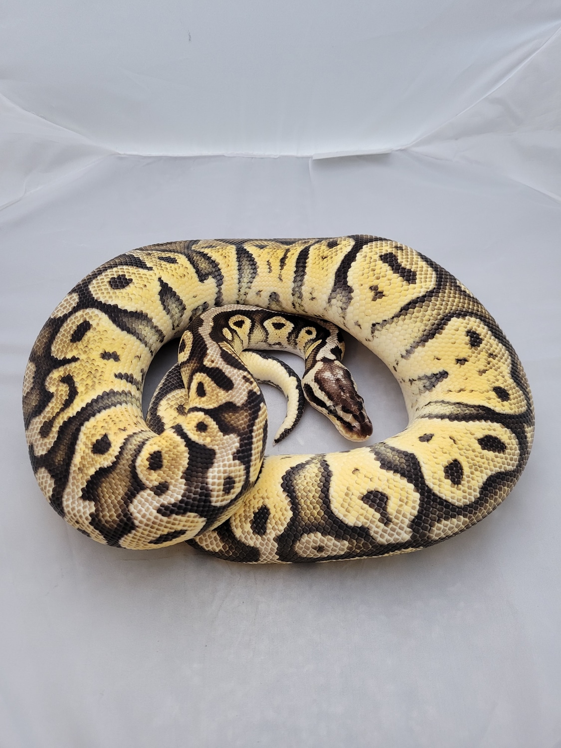 Super Pastel Het Clown Ball Python by MadLab Morphs - MorphMarket