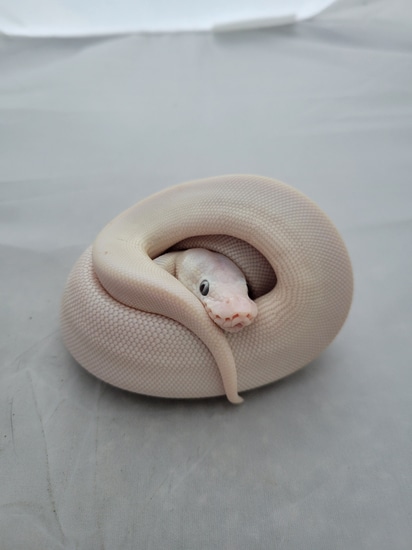 2022 Male Mojave Lesser Ball Python by MadLab Morphs