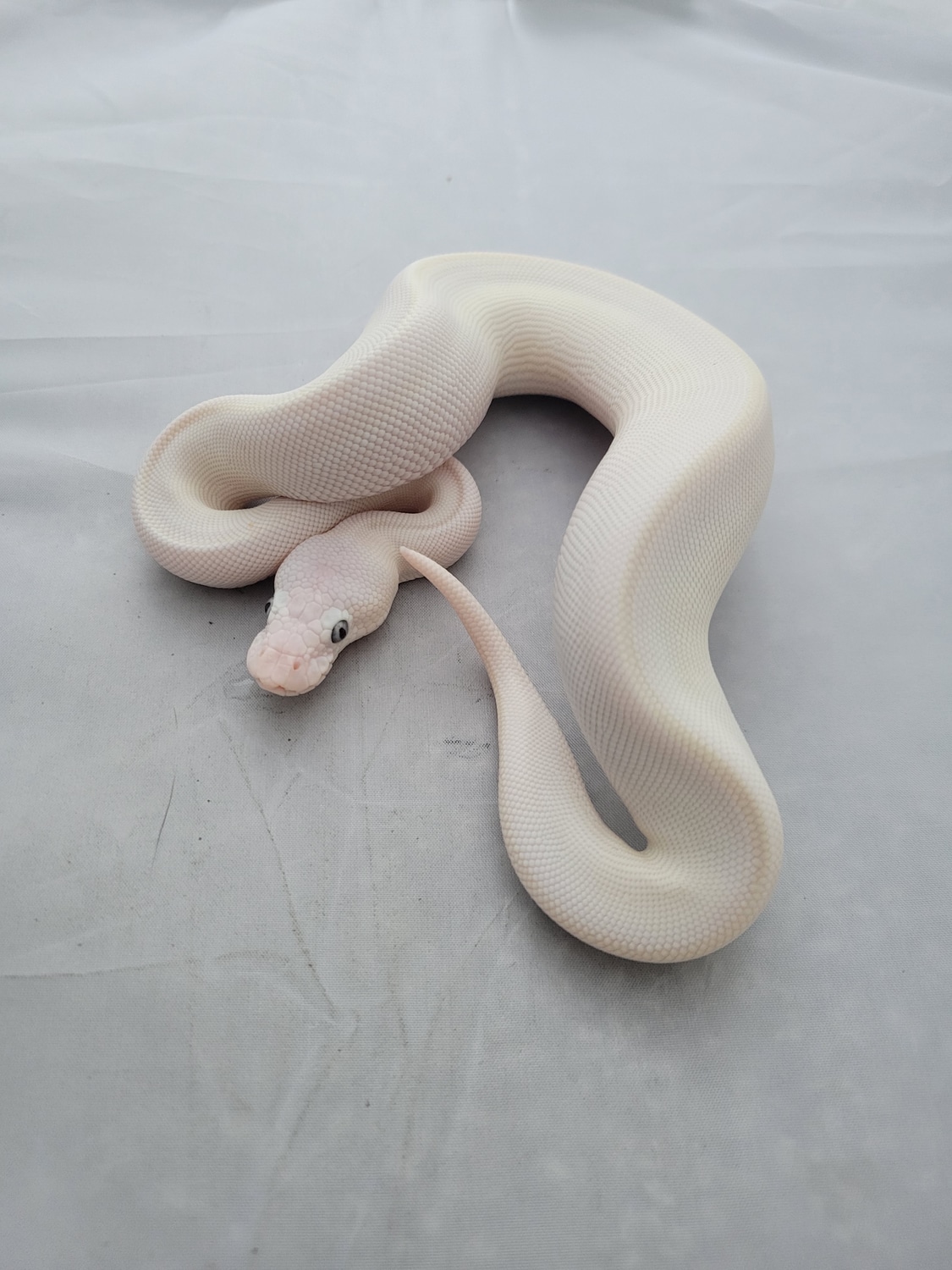 2022 Female Mojave Lesser Ball Python by MadLab Morphs - MorphMarket