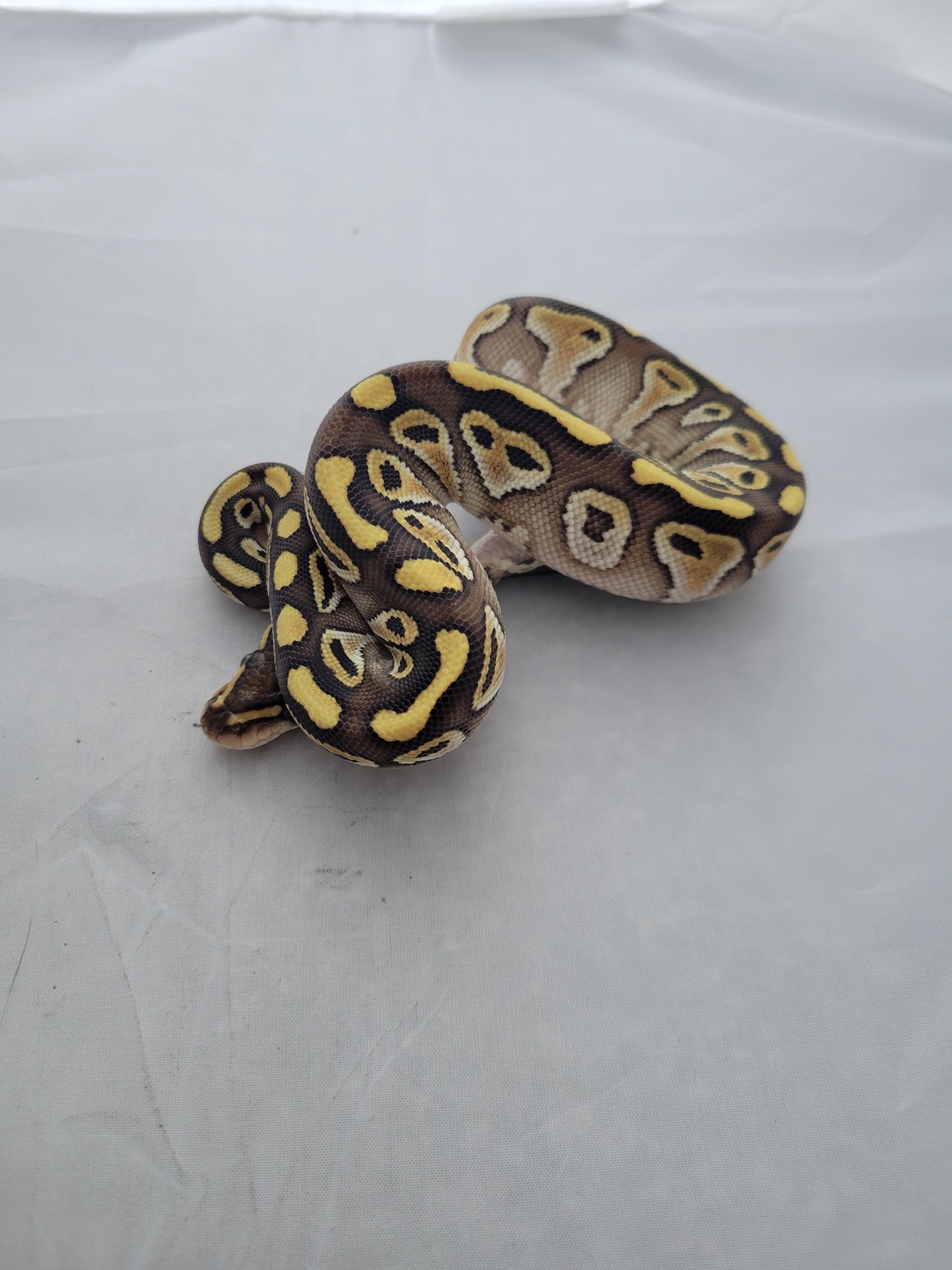 2022 Lesser Female Ball Python by MadLab Morphs - MorphMarket