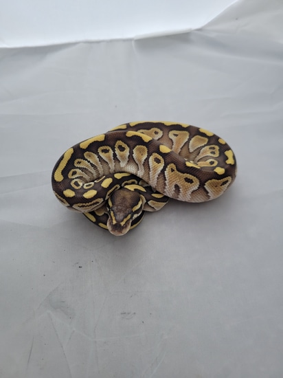 2022 Lesser Female Ball Python by MadLab Morphs