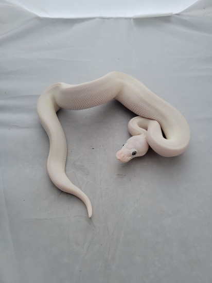 2022 Male Mojave Lesser Ball Python by MadLab Morphs