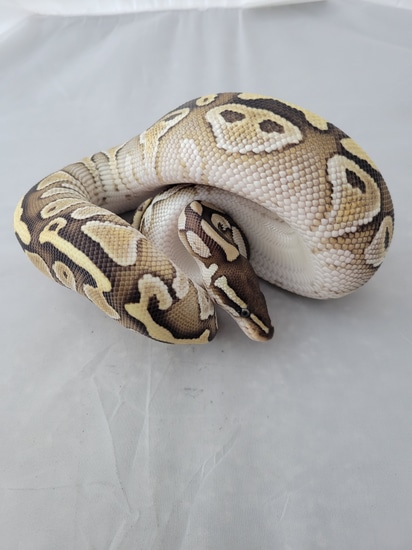 2022 Lesser Female Ball Python by MadLab Morphs