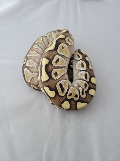 2022 Lesser Male Ball Python by MadLab Morphs