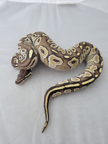 2022 Lesser Male Ball Python by MadLab Morphs