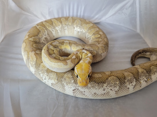 Super Pastel Bamboo Ball Python by MadLab Morphs