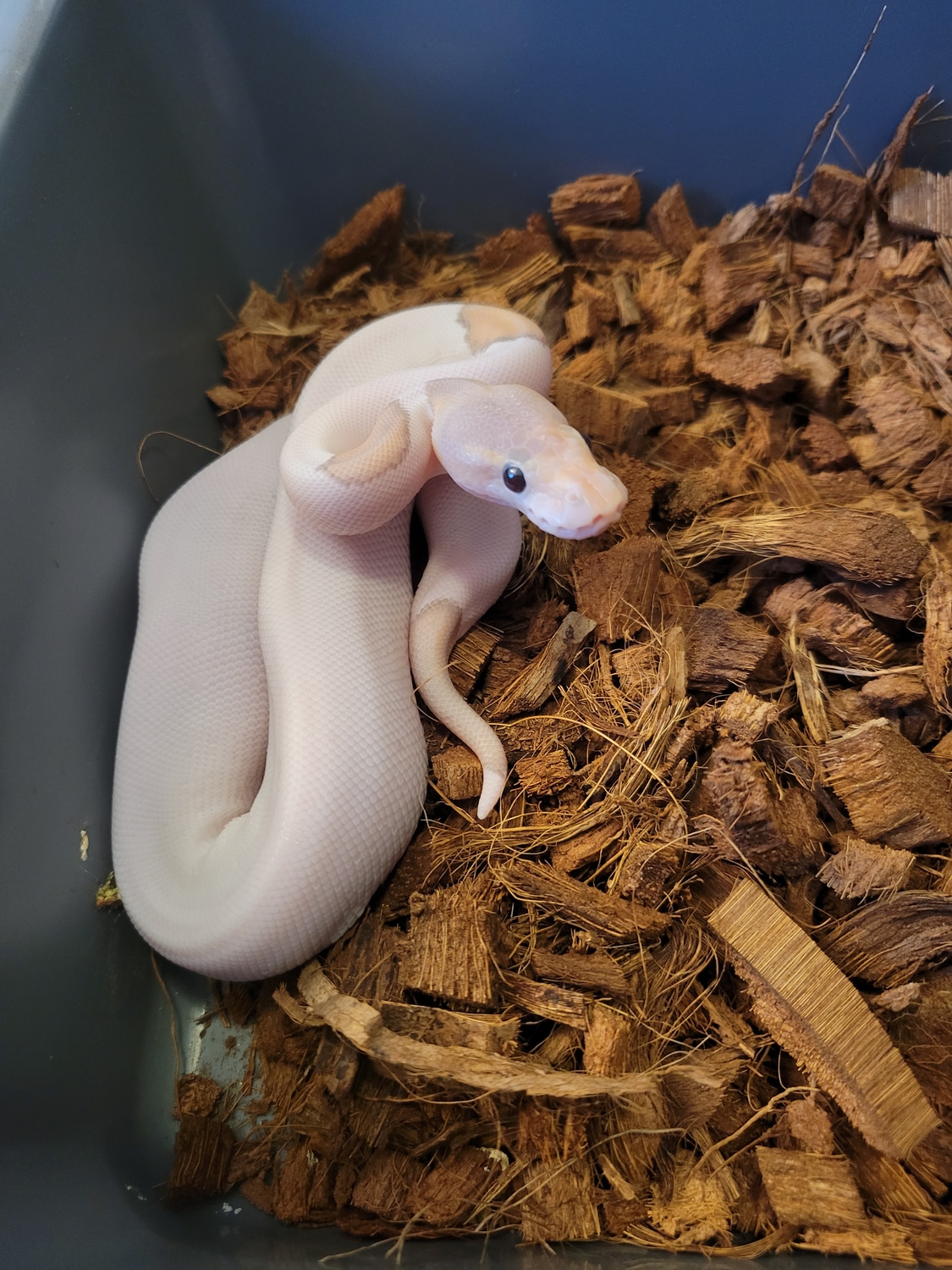 Banana Mojave Pied Ball Python by MadLab Morphs - MorphMarket