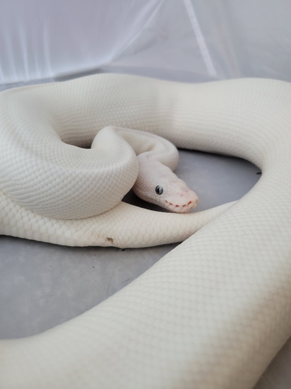Mojave Lesser Ball Python by MadLab Morphs
