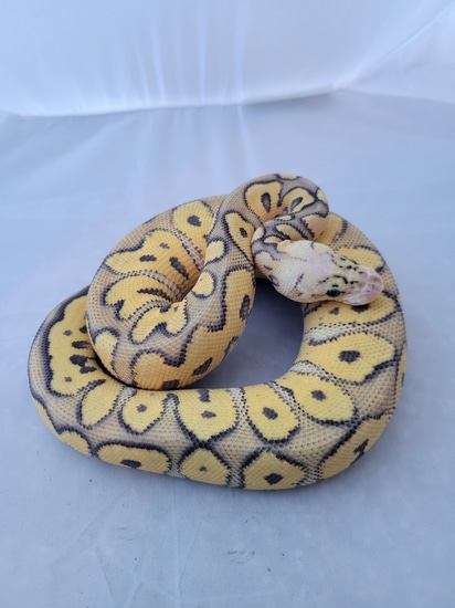 Killer Clown Ball Python by MadLab Morphs