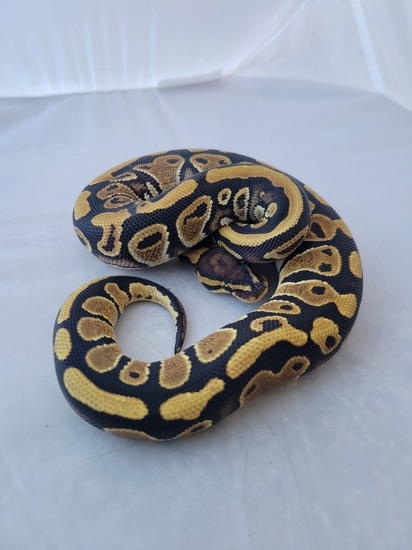 Normal Het Pied Het Clown Ball Python by MadLab Morphs