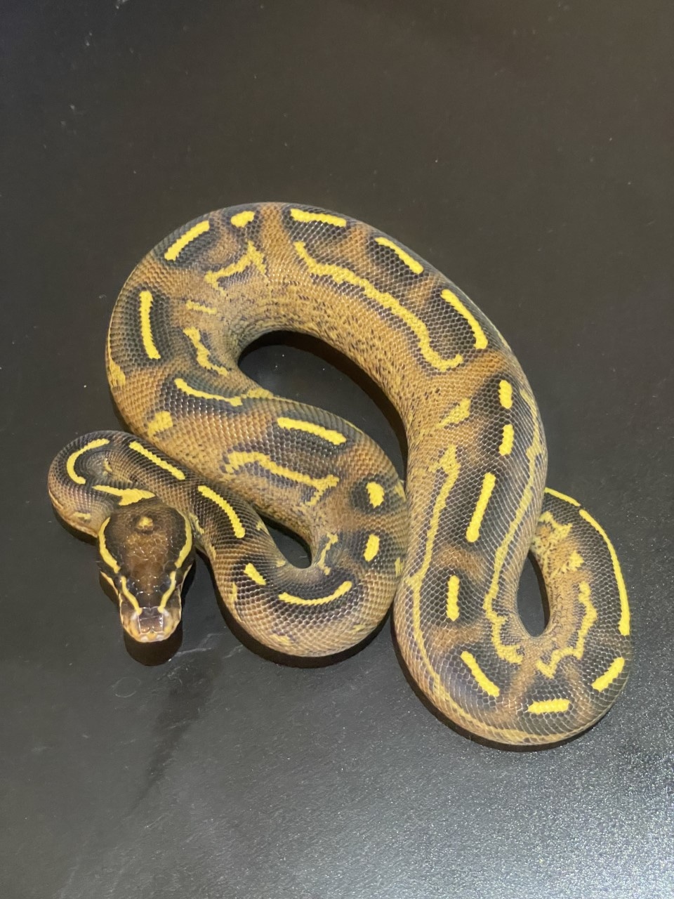 Freeway Ball Python by Rock’N Royals - MorphMarket