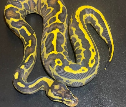 Super Pastel Fire Leopard Freeway Ball Python by Rock’n Royals ...