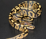 Chocolate Spotnose Red Stripe Yellow Belly Clown ‘Bane’ Ball Python by ...