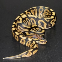 Chocolate Spotnose Red Stripe Yellow Belly Clown ‘Bane’ Ball Python by ...
