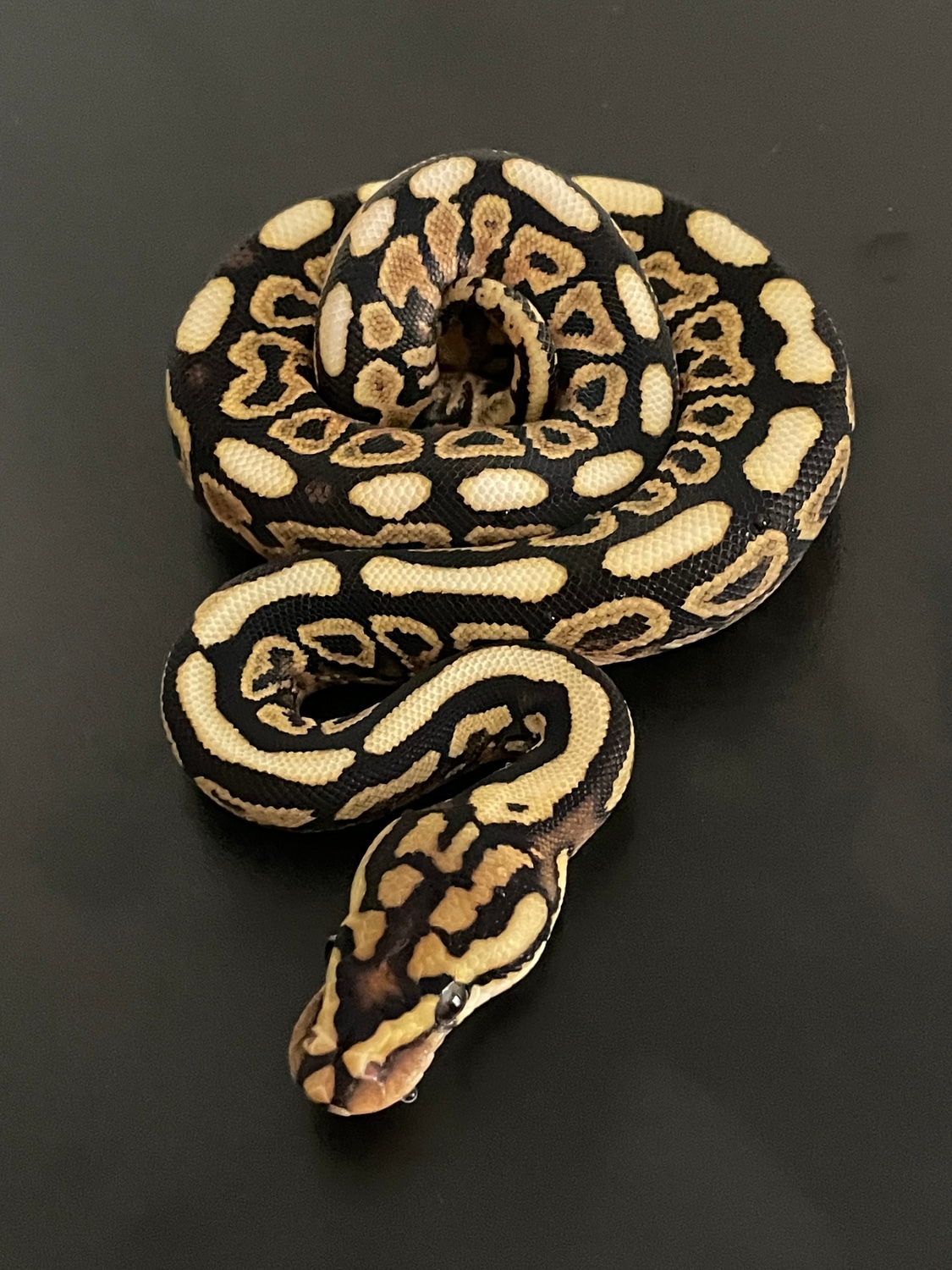 Spotnose Red Stripe Yellow Belly Het Clown Ball Python by Rock’n Royals ...