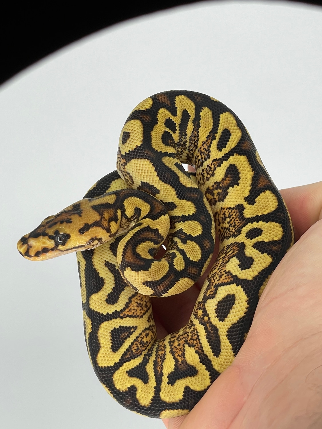 Spotnose Red Stripe Yellow Belly Clown 50% Het Paint Ball Python by ...