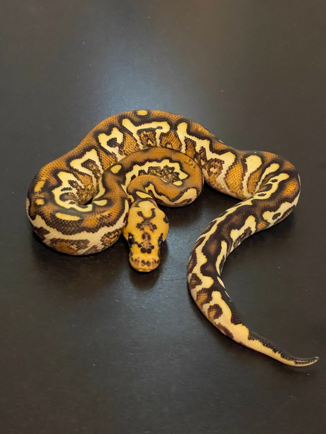 Chocolate Spotnose Red Stripe Yellow Belly Clown ‘Bane’ Ball Python by ...