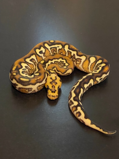 Chocolate Spotnose Red Stripe Yellow Belly Clown ‘Bane’ Ball Python by ...