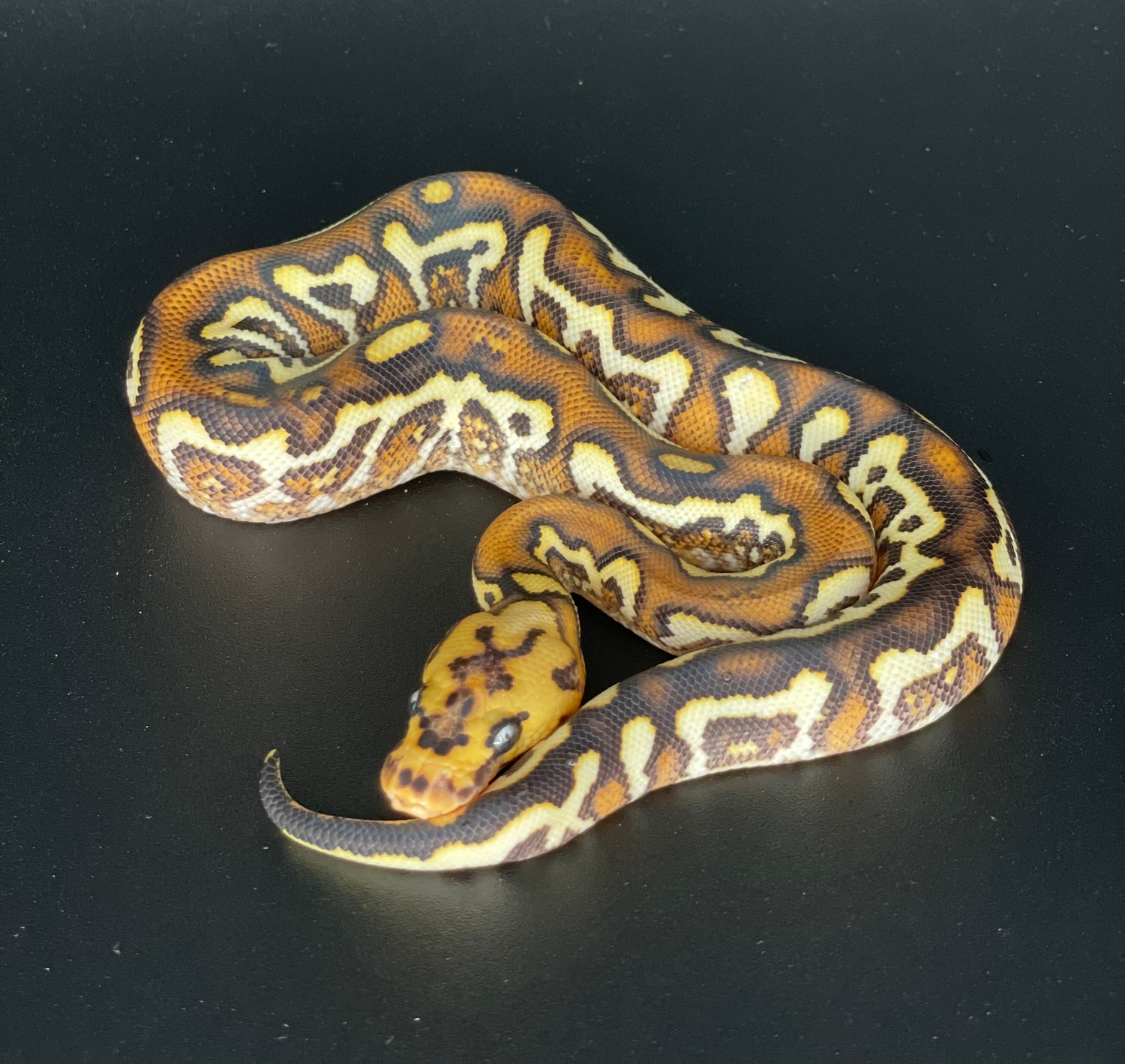 Chocolate Spotnose Red Stripe Yellow Belly Clown ‘Bane’ Ball Python by ...