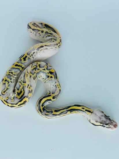 Super Pastel Fire Leopard Freeway Ball Python by Rock’N Royals