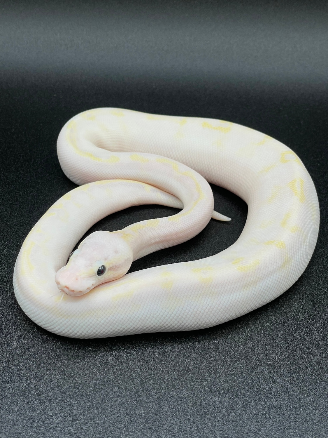 Super Pastel Ivory Ball Python by Rock’n Royals - MorphMarket