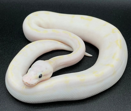 Super Pastel Fire Leopard Freeway Ball Python by Rock’n Royals ...