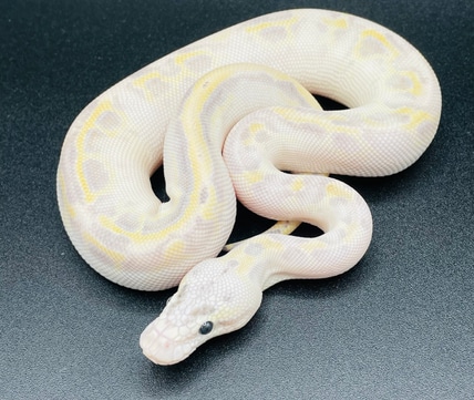 Super Pastel Fire Leopard Freeway Ball Python by Rock’n Royals ...