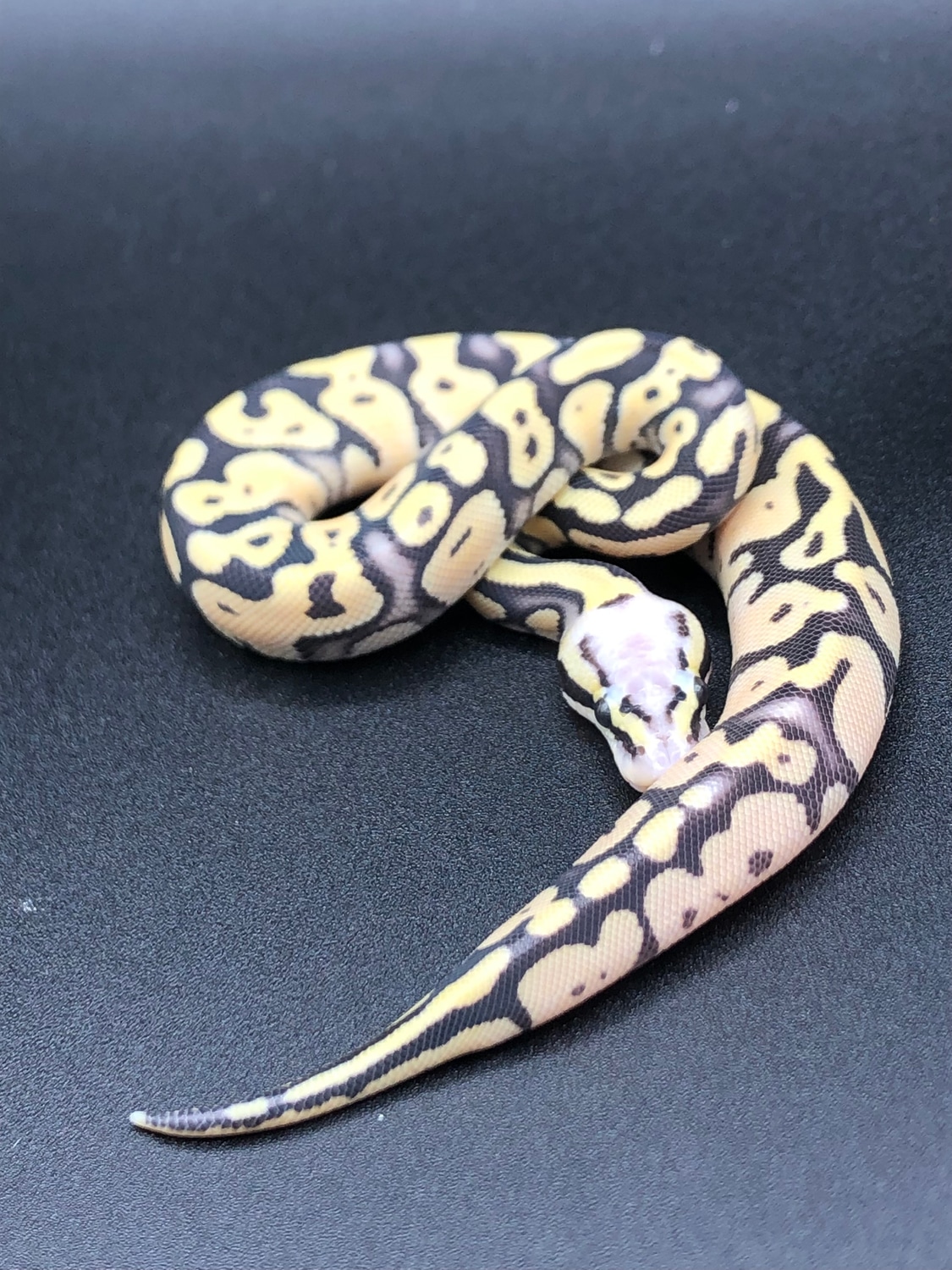 Pastel Desert Ghost Ball Python by Rock’N Royals - MorphMarket