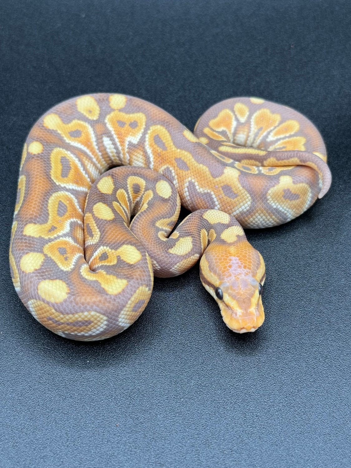 Chocolate Red Stripe Coral Glow (Pos Yellow Belly) Het Clown 50% Het ...