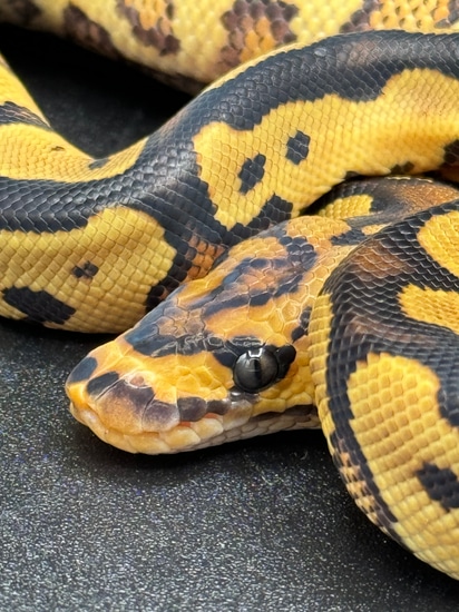 YellowBelly Clown 50% Het Paint Ball Python by Rock’N Royals