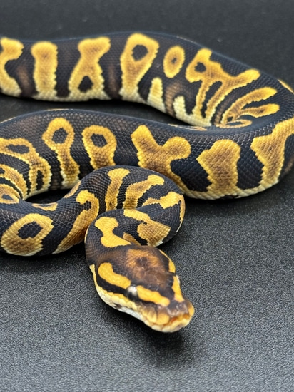 No Reserve!!! Chocolate Leopard Het Clown 50% Het Paint Ball Python by ...