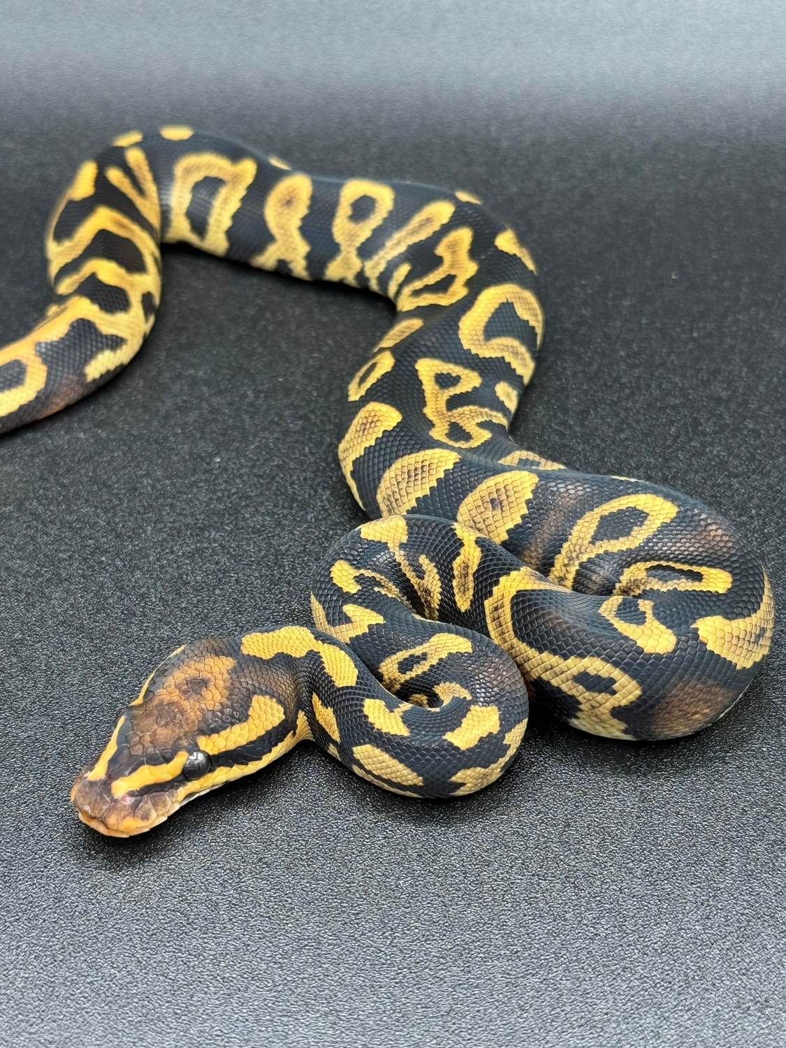 Chocolate Leopard Red Stripe Yellow Belly Het Clown 50% Het Paint Ball ...