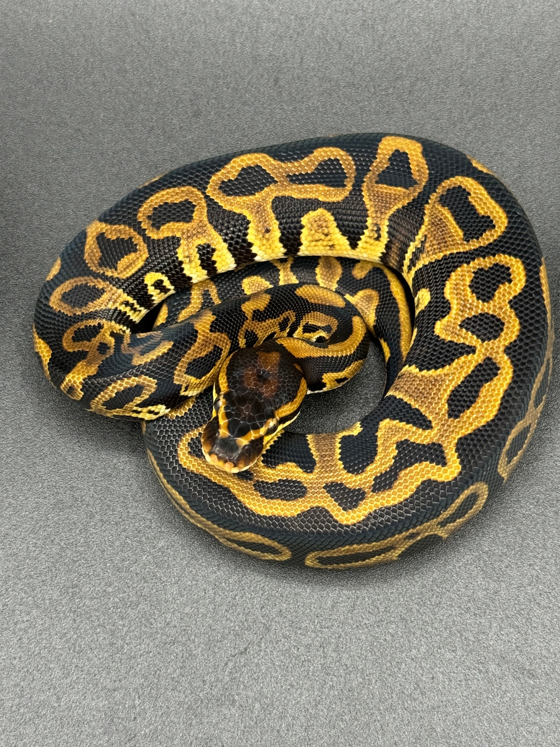 Leopard Het Desert Ghost Het Clown Ball Python by Rock’N Royals ...