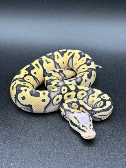 Pastel Desert Ghost Ball Python by Rock’N Royals