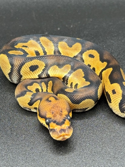 Chocolate Clown Ball Python by Rock’N Royals