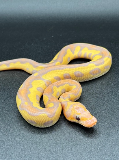 Chocolate Leopard Coral Glow Clown Ball Python by Rock’N Royals