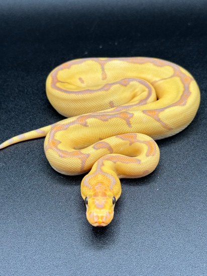 Enchi Coral Glow Clown Ball Python by Rock’N Royals