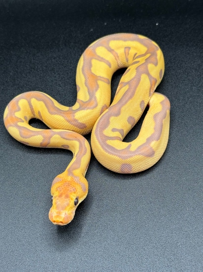 Enchi Leopard Coral Glow Clown Ball Python by Rock’N Royals