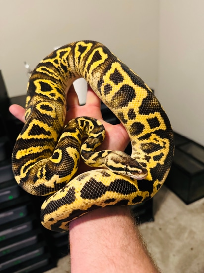 Pastel Leopard Freeway Ball Python by Rock’N Royals