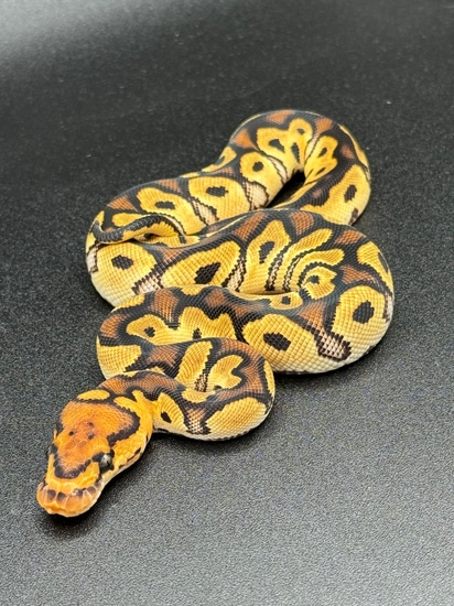 No Reserve!! High Intensity Orange Dream Fire Clown Ball Python by Rock ...