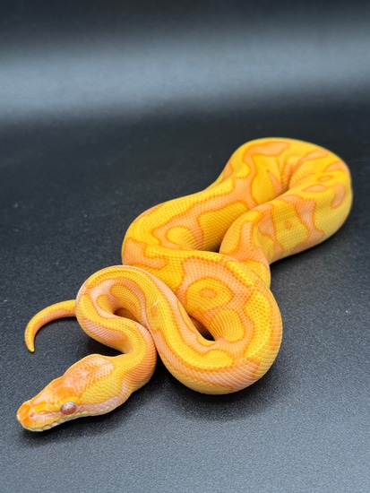 Starburst!! Enchi Leopard Lavender Albino 50% Het Pied Ball Python by ...