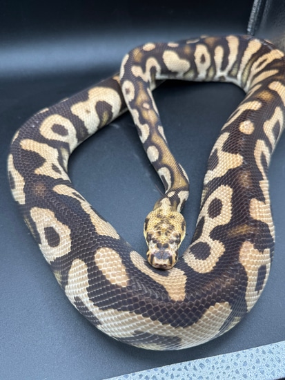Dark Knight!! Ball Python by Rock’N Royals