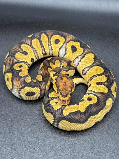 Chocolate Clown Ball Python by Rock’N Royals