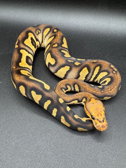 Super Chocolate Clown 33% Het Paint Ball Python by Rock’N Royals