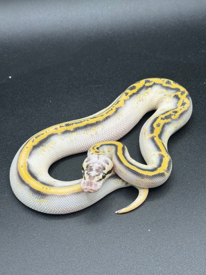 Pastel Leopard Freeway Ball Python by Rock’N Royals