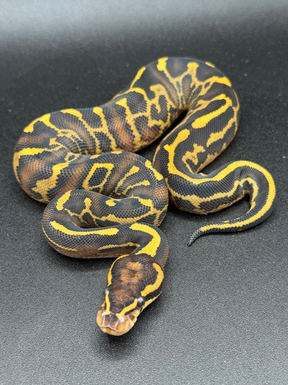No Reserve Leopard Freeway Ball Python by Rock’N Royals