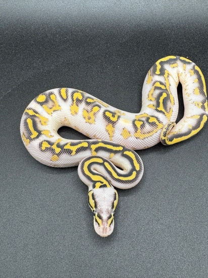 Pastel Freeway Ball Python by Rock’N Royals