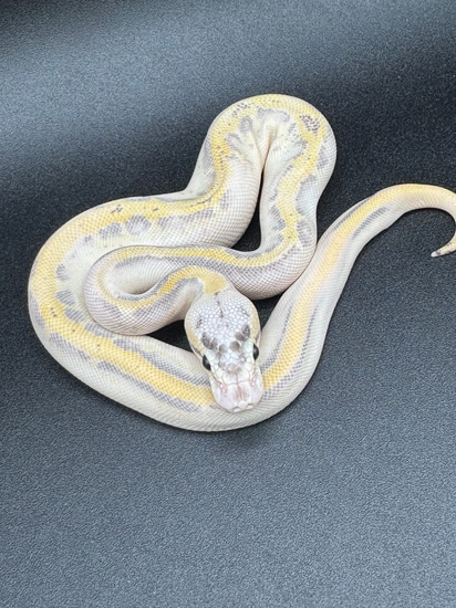 Pastel (Phantom) Leopard Ivory Ball Python by Rock’N Royals