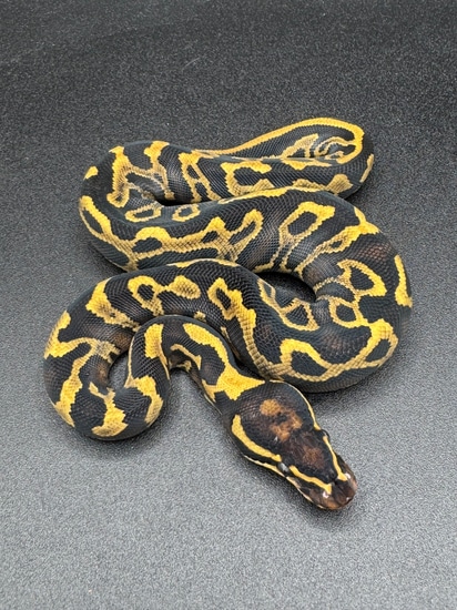 No Reserve!! Boom! Leopard (Phantom) Freeway Ball Python by Rock’N Royals